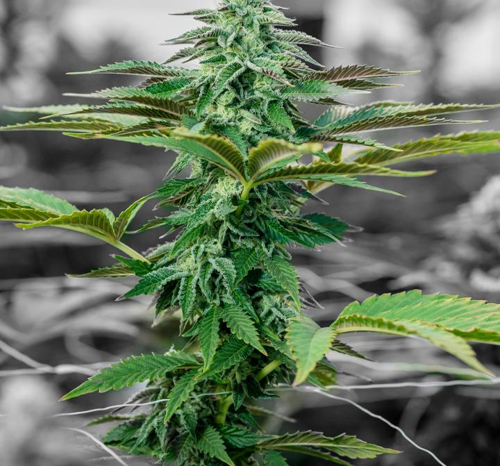 THCa Flower Archives | Wildflower Hemp Co – WFHC Holdings LLC
