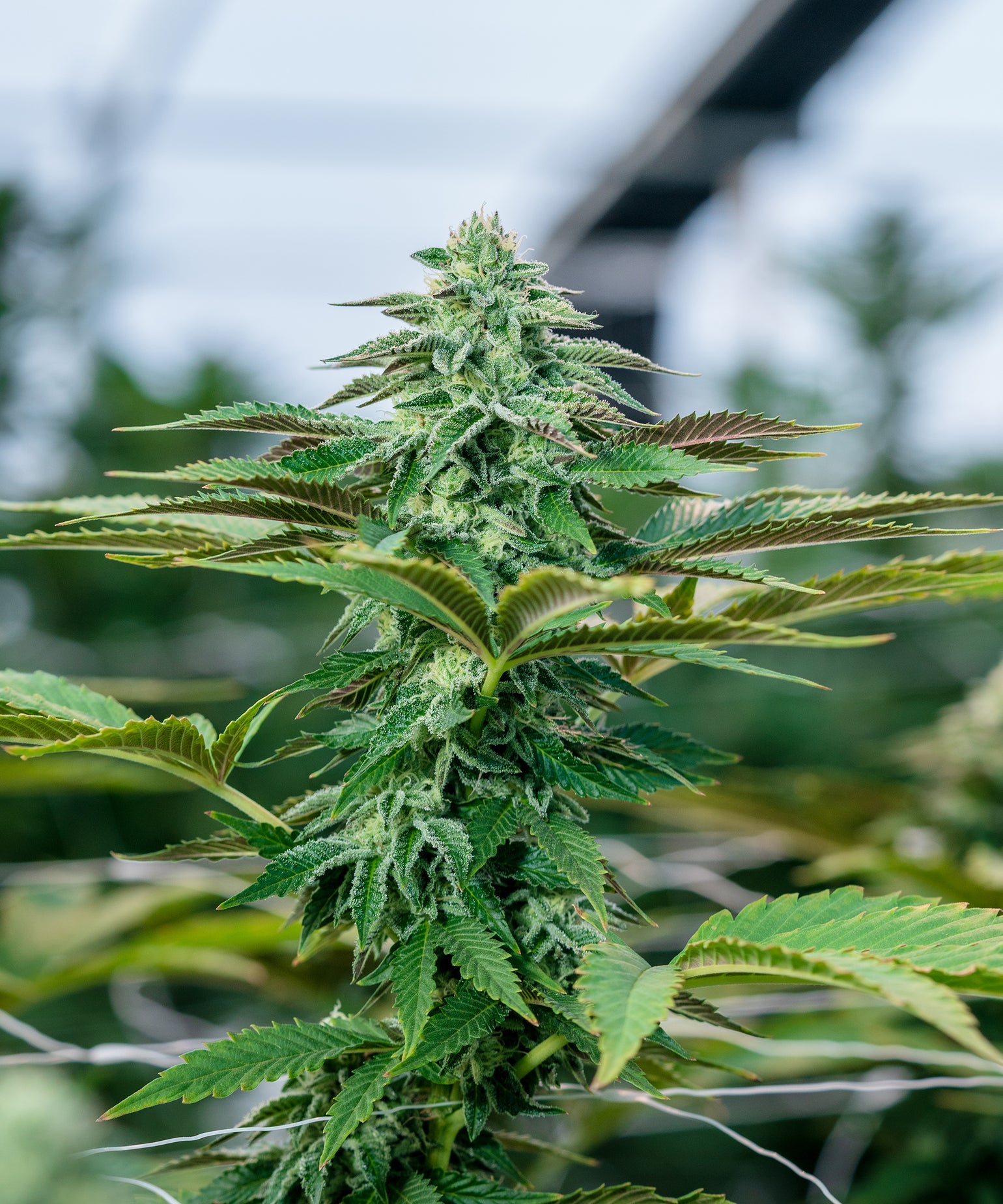 Greenhouse Hemp Flowers (THCa) | Wildflower Hemp Co | High THCa Flower – WFHC Holdings LLC